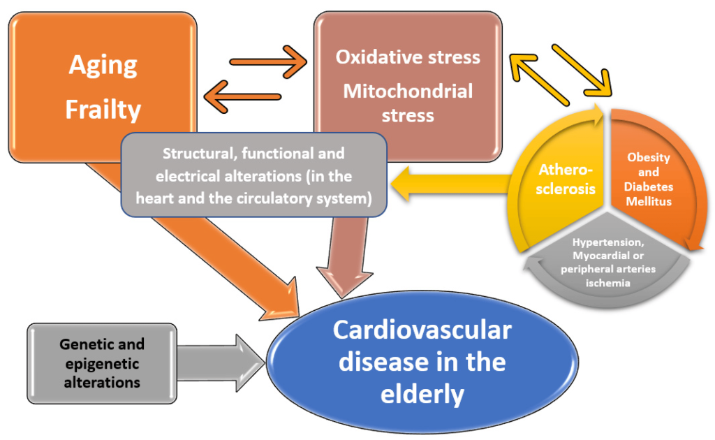Understanding The Relationship Between Cardiology And Geriatrics - Be ...